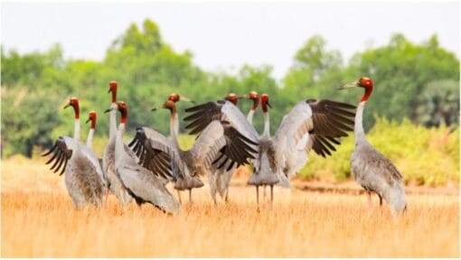 Mekong Delta Tour From Saigon 3 Days 2 Nights Experience